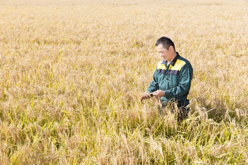 Rice farmer man stock photo. Image of landscape, cultivation - 170044916