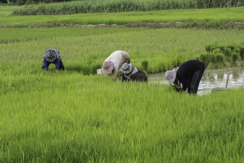 Rice farmer photography stock photo. Image of field, meadow - 61175632