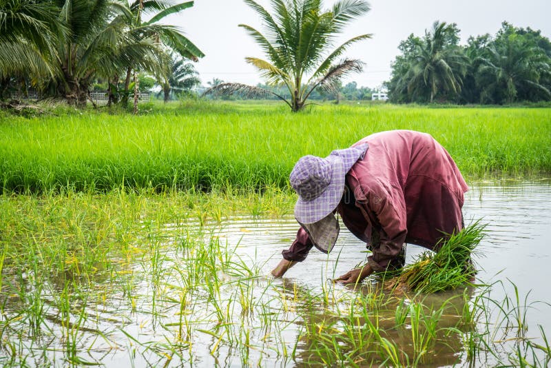 Rice farmer work hard stock photo. Image of asian, meadow - 93083034
