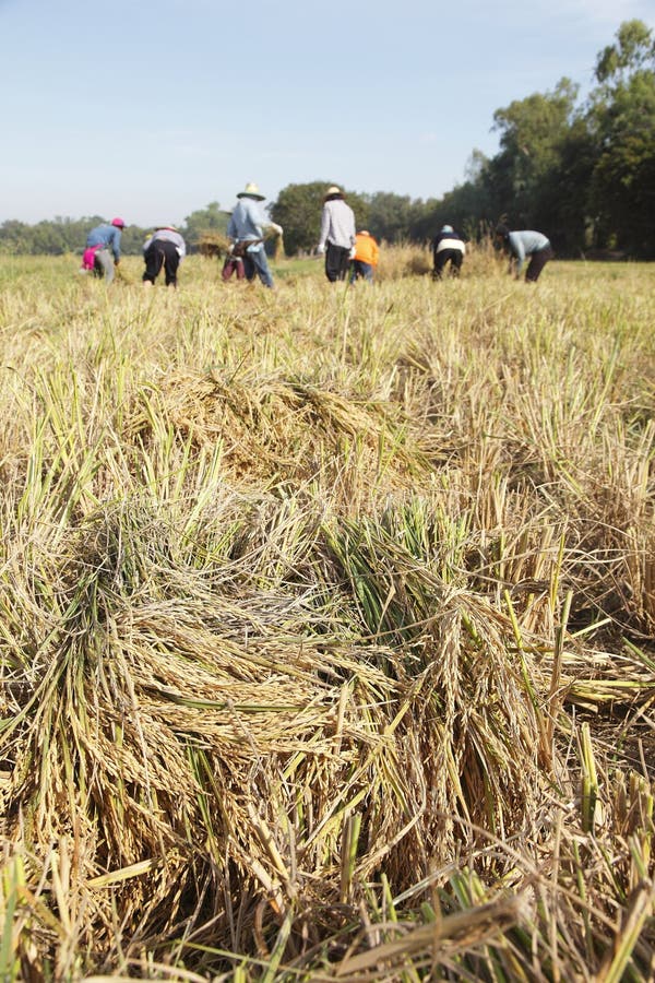 Rice stock photo. Image of occupation, nature, work, harvest - 49141166