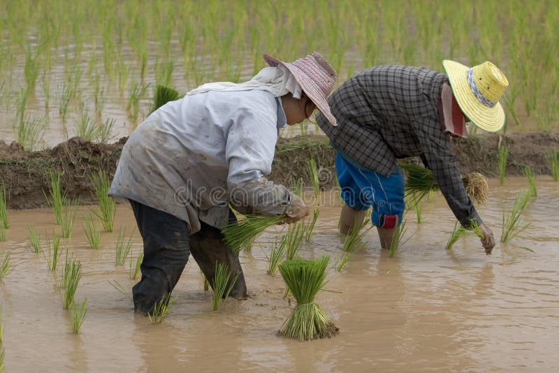 Rice farmers in thailand stock photo. Image of asian - 15561278