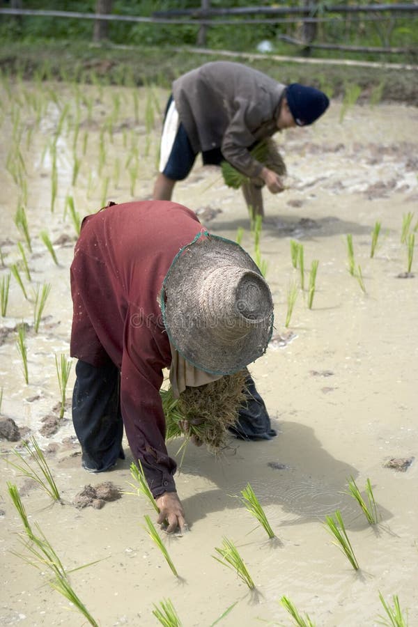 Rice farmers in thailand stock photo. Image of asian - 15561278
