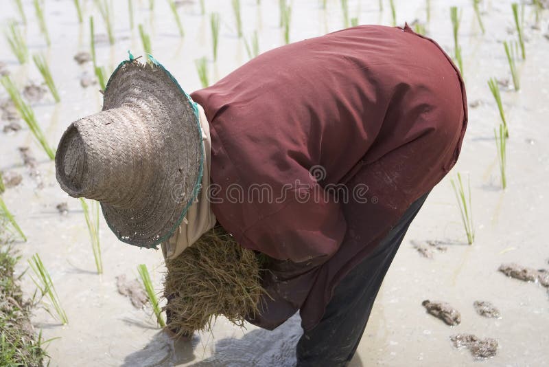 Rice Farmers In Northern Thailand Picture. Image: 5041793