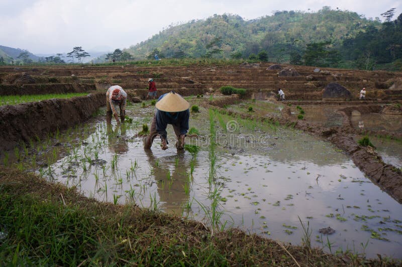 Rice editorial photography. Image of terrace, field, bank - 43317872