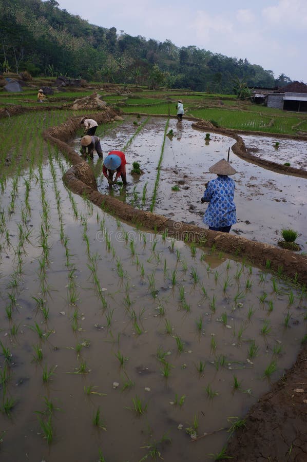 Rice editorial image. Image of reservoir, indonesia, java - 43317880