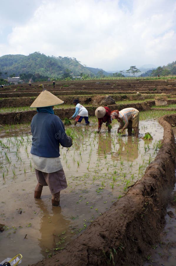 Rice editorial image. Image of food, tree, reservoir - 43317900