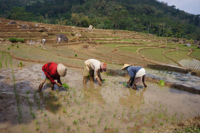 Rice editorial stock image. Image of central, field, landscape - 43317924