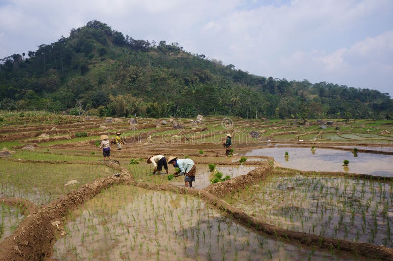 Rice editorial stock image. Image of java, village, grassland - 43317949