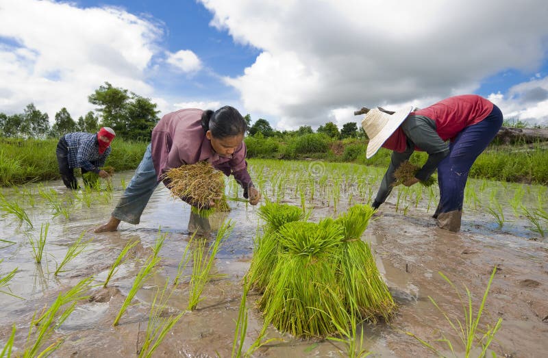 Asian rice farmer stock image. Image of food, farmland - 15565963