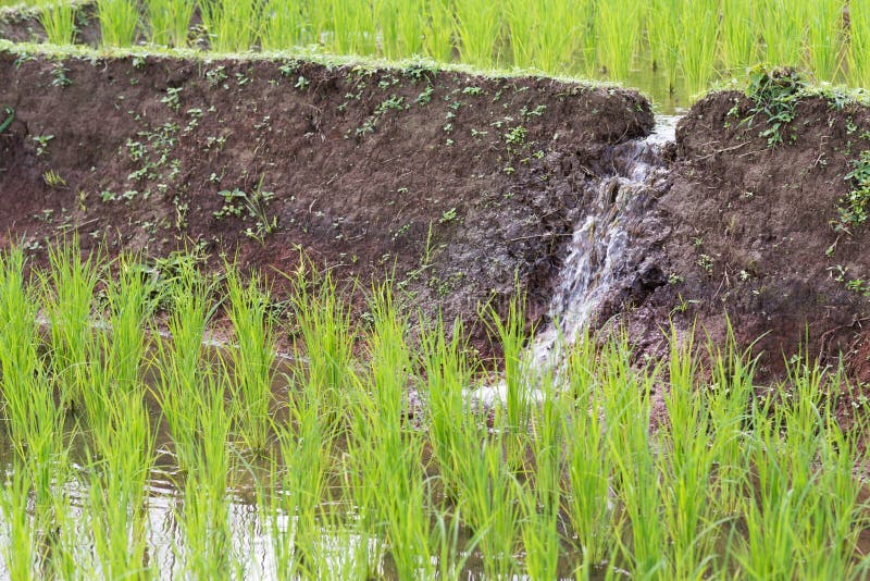 Rice Farming Agriculture Flodding Channel Stock Photo - Image of hill ...