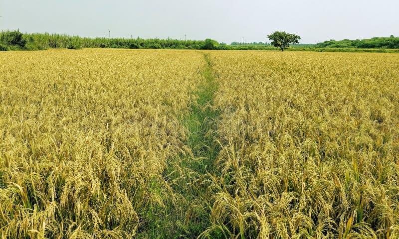 Rice Farming Field in the Country Side in India Stock Photo - Image of ...