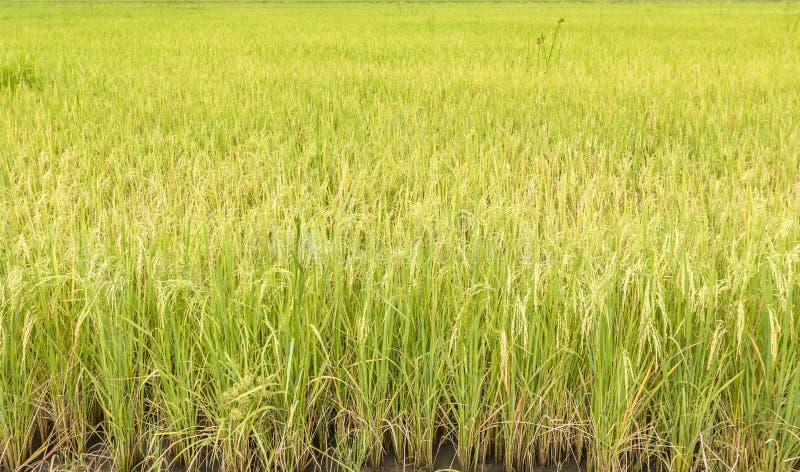 Rice Farming stock photo. Image of plantation, asia, rural - 45787810