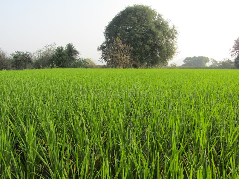 Rice farming stock photo. Image of india, village, farming - 173564528