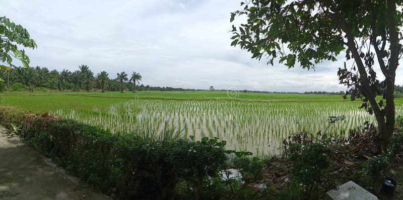 Rice farming land stock image. Image of crop, soil, agriculture - 263714003