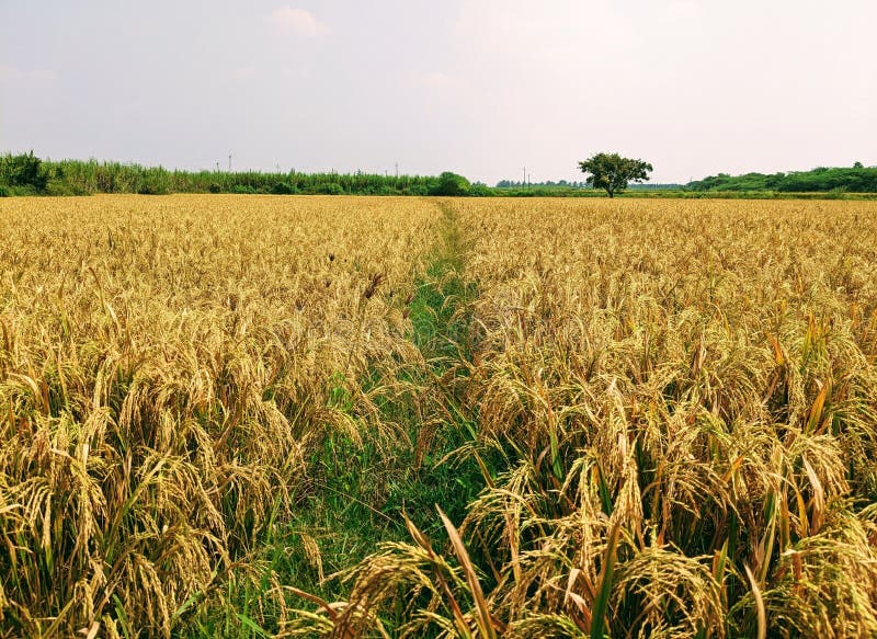 Rice Farming Land in the Country Side of India Stock Photo - Image of ...