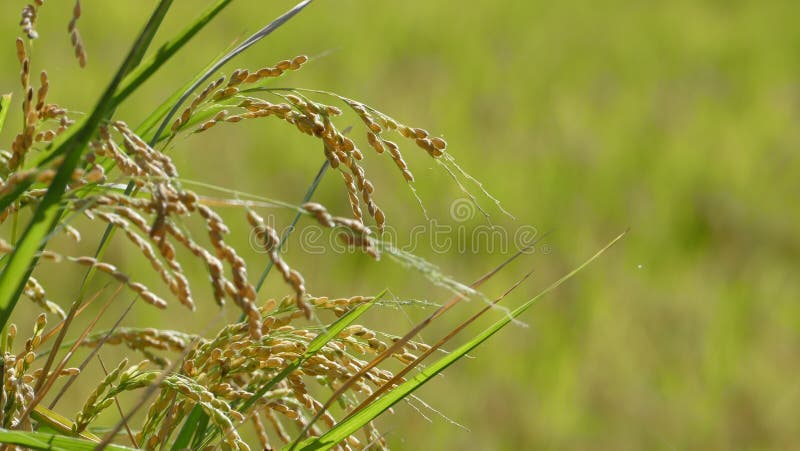 Rice in the Farming with Nice Background Color Stock Photo - Image of ...