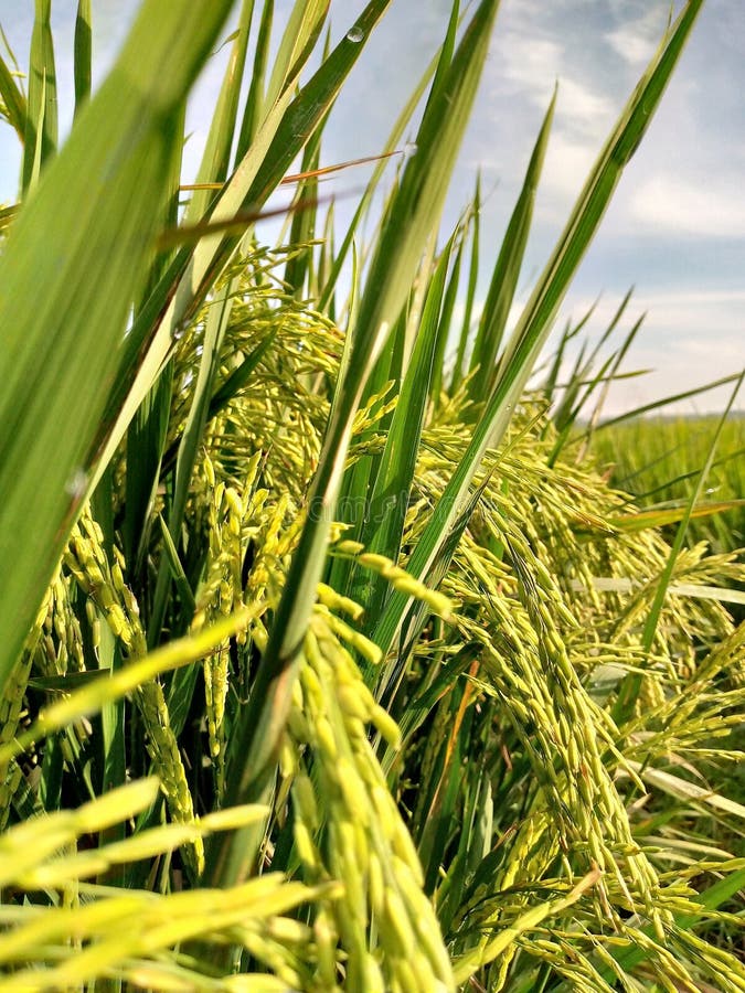 Rice farming photos stock image. Image of farming, rice - 272717601