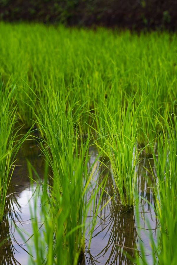 Rice Farming Plantation Agriculture Stock Image - Image of chiangmai ...