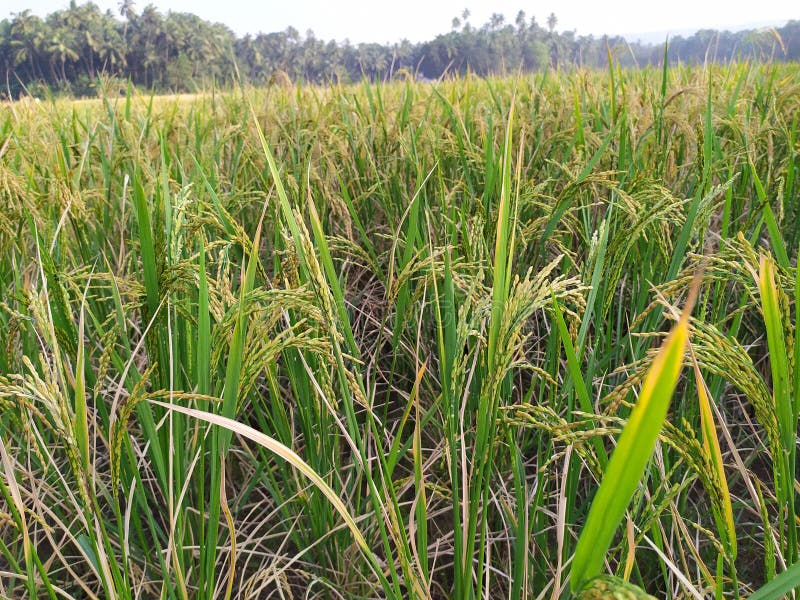 Rice Farming Plants in Village Green Stock Photo - Image of plants ...