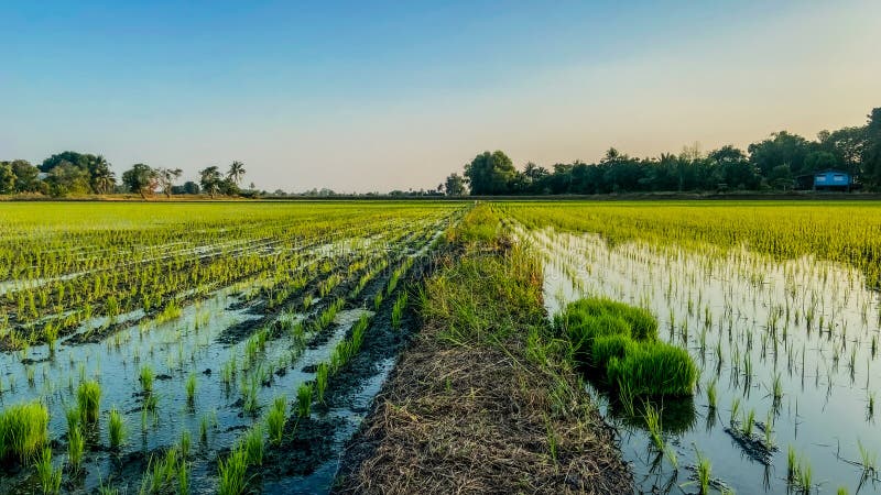 Rice Farming Practices in Lush Fields Agricultural Techniques in a ...