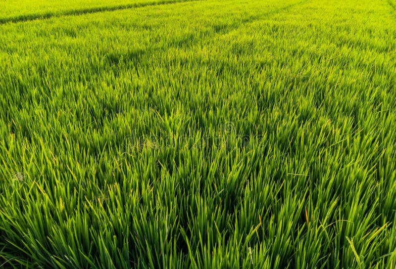Rice Farming in Rice Fields that are Still Green Stock Photo - Image of ...