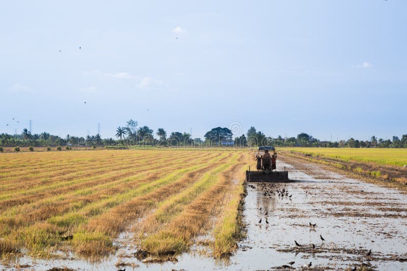 Rice farming stock image. Image of food, field, green - 40546055