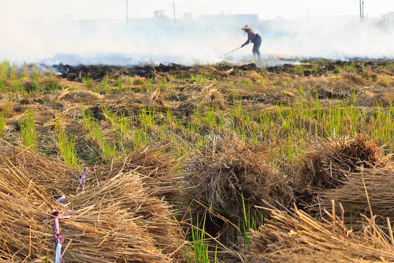 Rice farming in Taiwan stock photo. Image of asia, farmland - 28832022