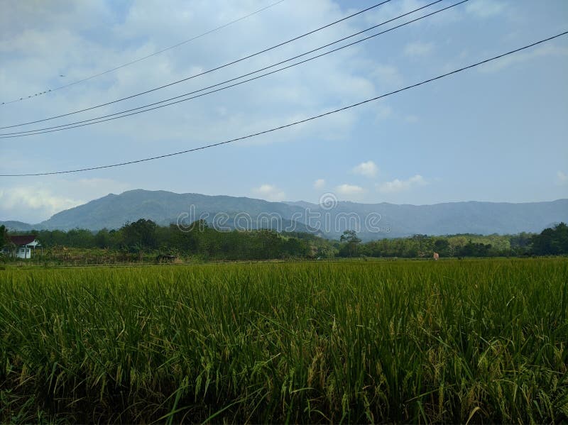 Rice Farming Under a Tall and Beautiful Hill Stock Photo - Image of ...