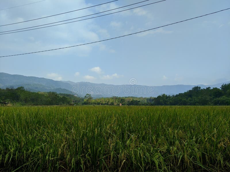 Rice Farming Under Tall Beautiful Hill Stock Photos - Free & Royalty ...