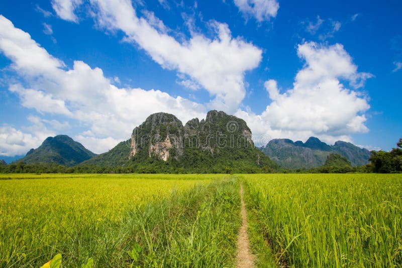 Rice Farming ,Vangvieng ,Laos Stock Photo - Image of agricultural, life ...