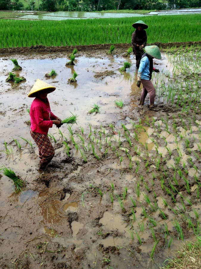 Rice Farming Workers in Indonesia Editorial Photo - Image of farming ...