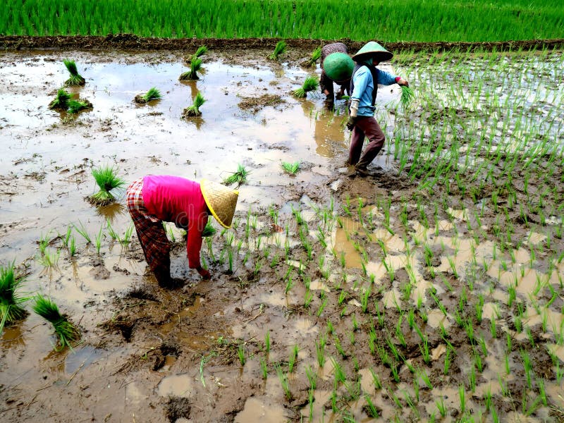 Rice Farming Workers in Indonesia Editorial Stock Image - Image of ...