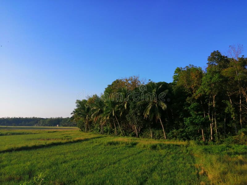 Rice Farmland, Coconut Trees Afar, Stock Image - Image of farmland ...