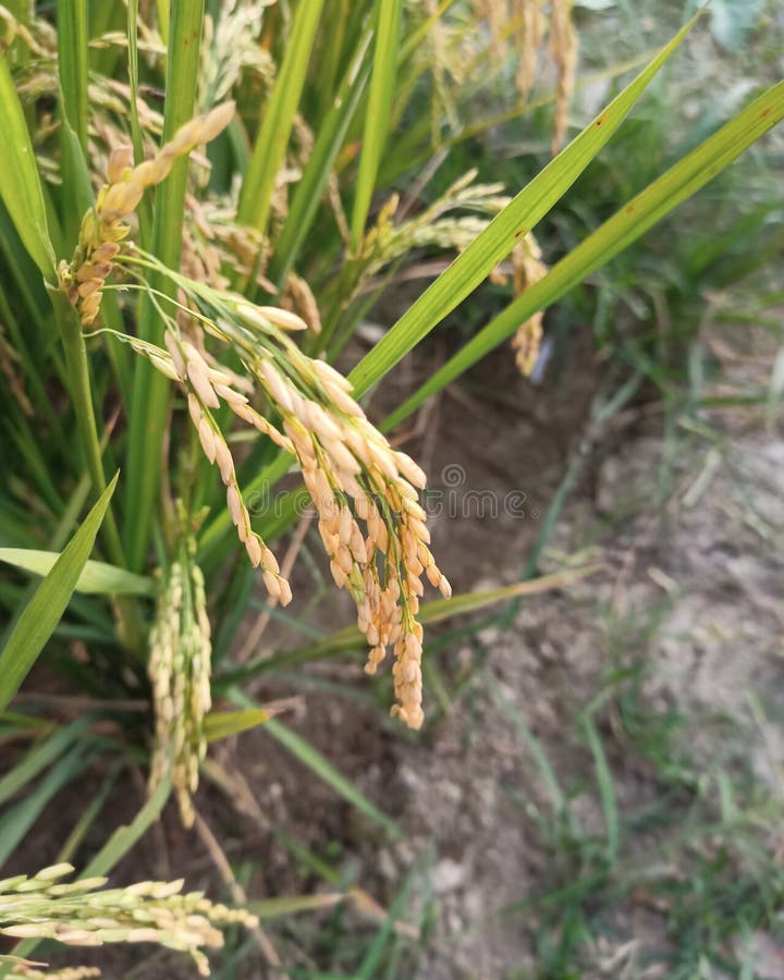 Rice in the Farms of Punjab Stock Photo - Image of food, field: 207074738
