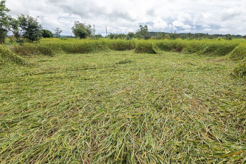 The Rice Fell Due To the Storm. Rice Fell in the Field Stock Image ...