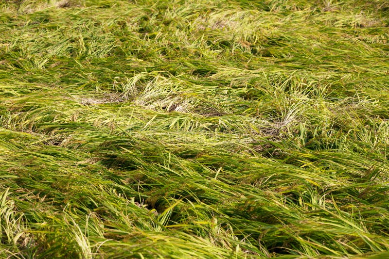 Rice that Fell Over a Large Area Due To the Disaster Stock Image ...
