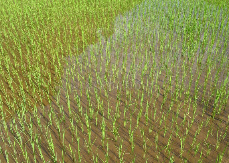 Rice field stock image. Image of beauty, philippines - 10008341