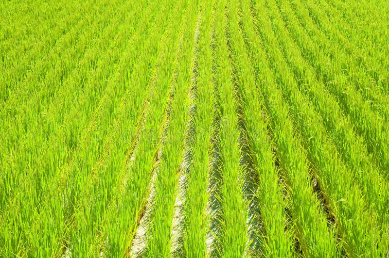 Rice field stock photo. Image of culture, rice, lines, rain - 912278