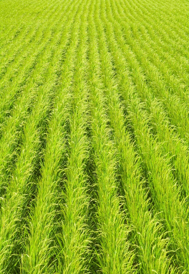 Rice field stock photo. Image of bright, asia, earth - 10697568