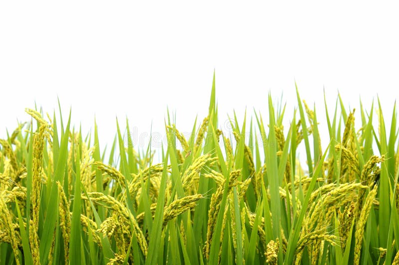 Rice field stock image. Image of rice, landscape, flora - 10819507