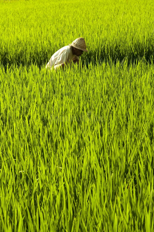 Rice field stock image. Image of farm, harvesting, cultivation - 10841455