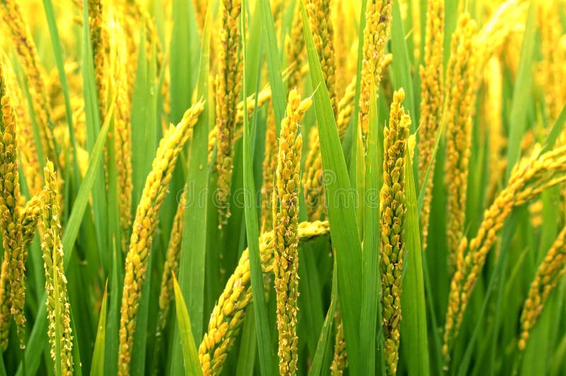 Rice field stock photo. Image of landscape, green, agriculture - 10981502