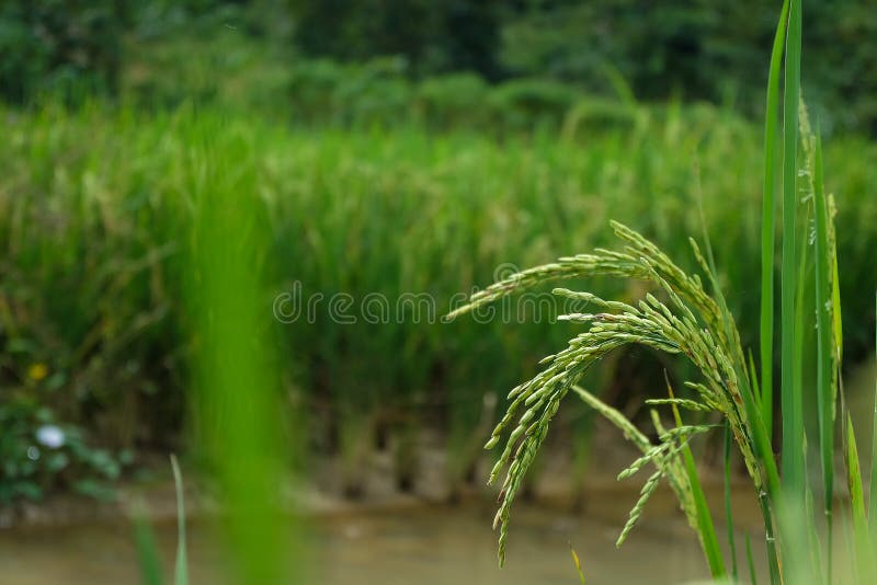 Rice in the field stock image. Image of growth, crop - 111495119