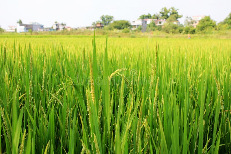 Rice field stock photo. Image of fishing, limstone, tibet - 11250932