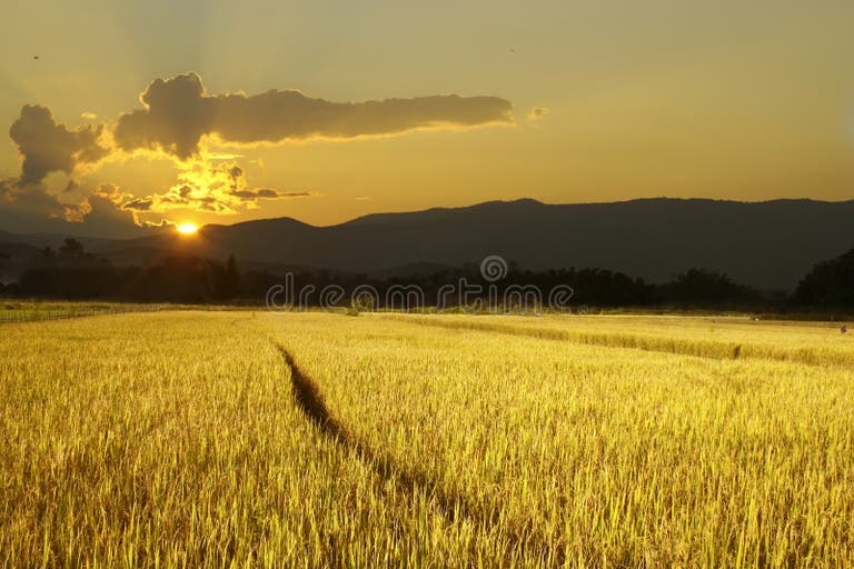 Rice field stock image. Image of beautiful, glass, farmers - 11331615