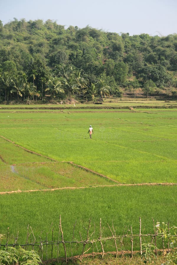 Rice field stock photo. Image of sunny, cultivation, green - 12469528