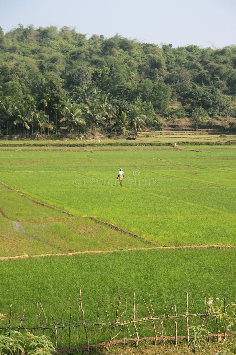 366 Rice Field Kerala Farmer Stock Photos - Free & Royalty-Free Stock ...
