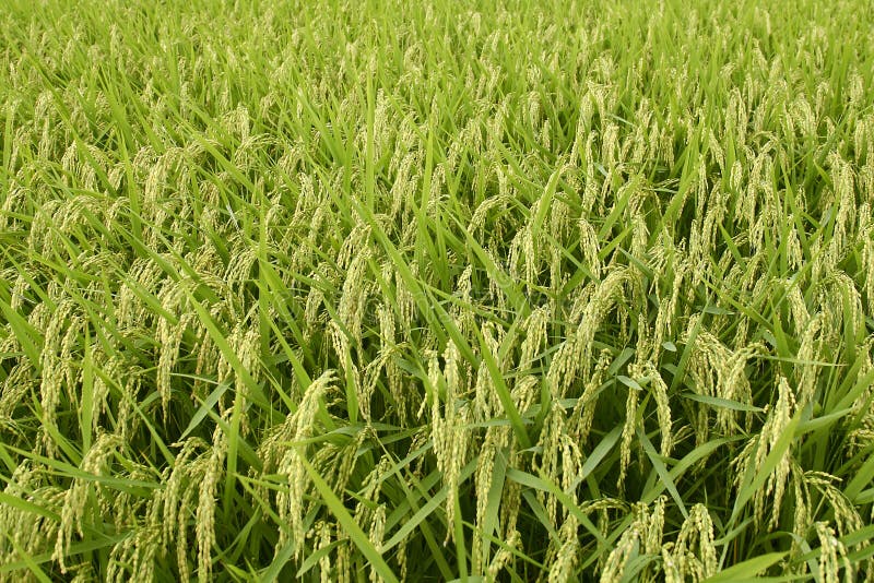 Rice field stock image. Image of flourishing, asia, cultivation - 1287383