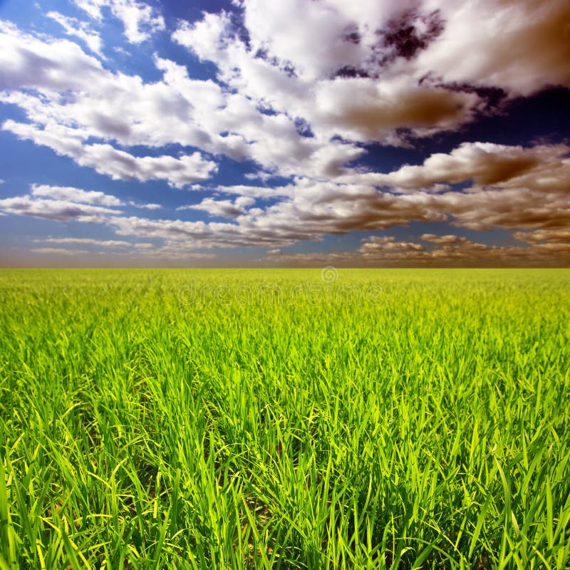 Rice field stock image. Image of clouds, farming, blue - 12771867