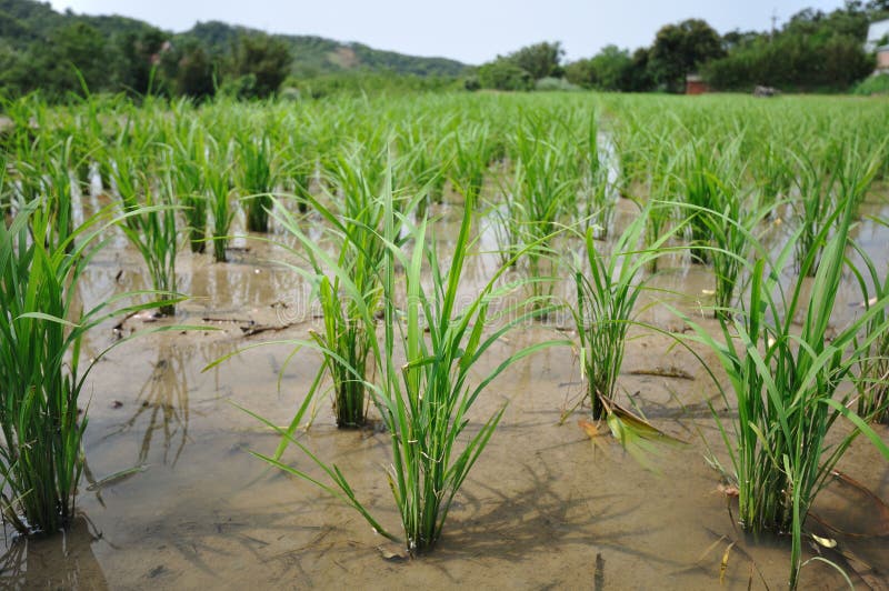 Rice Field stock photo. Image of wide, padi, angle, gathering - 16087566